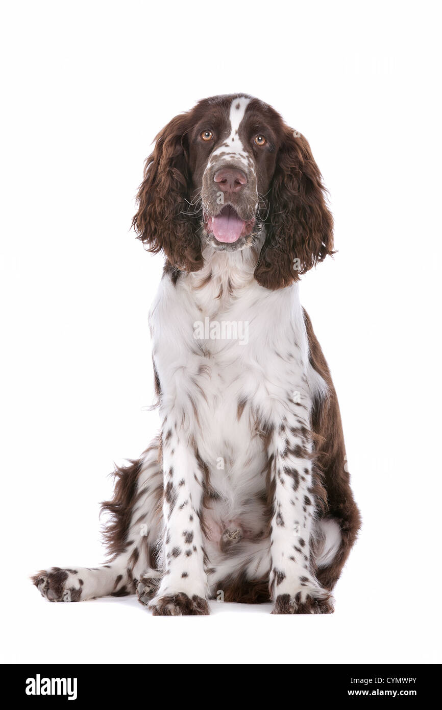 Springer Spaniel in front of a white background Stock Photo - Alamy