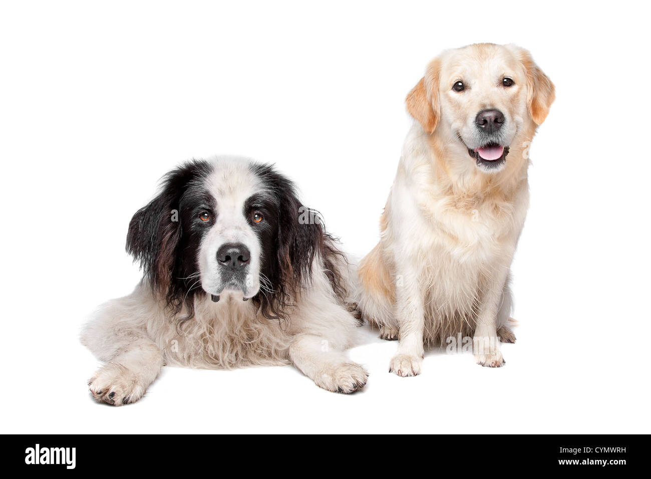 Landseer dog and a labrador retriever on a white background Stock Photo ...