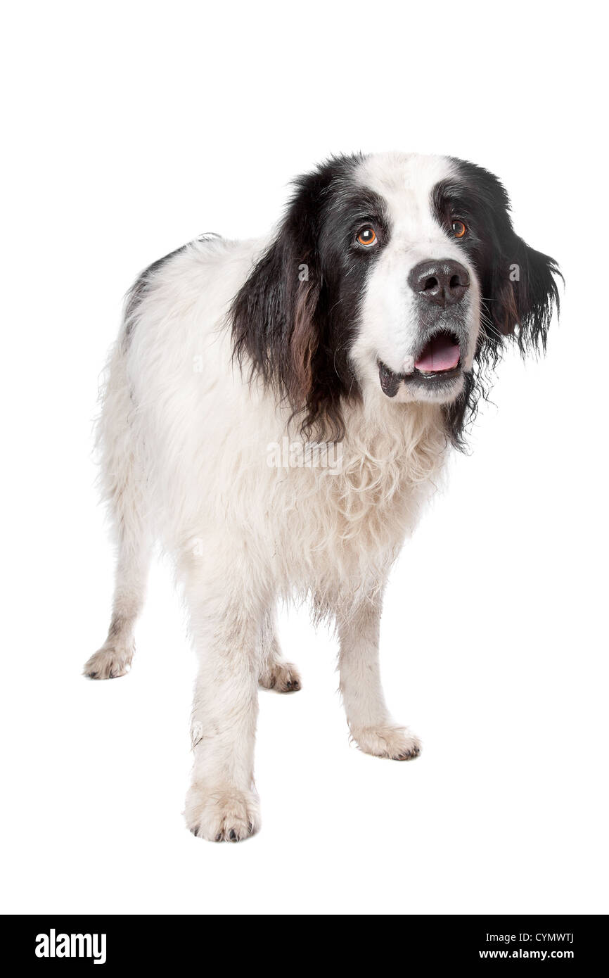 Landseer dog landseer newfoundland hi-res stock photography and images ...