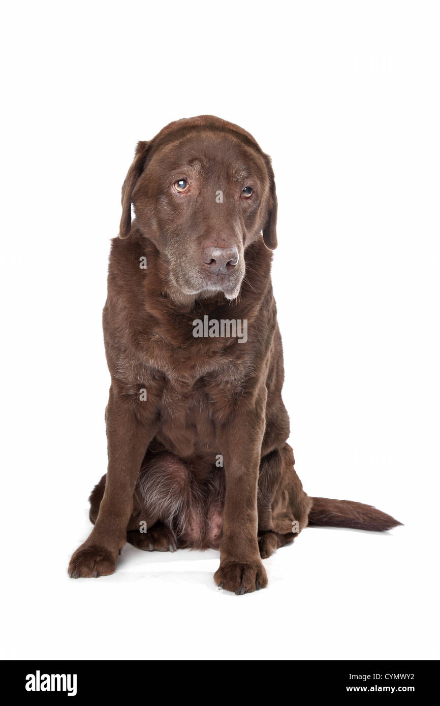 Old sad chocolate Labrador in front of a white background Stock Photo ...