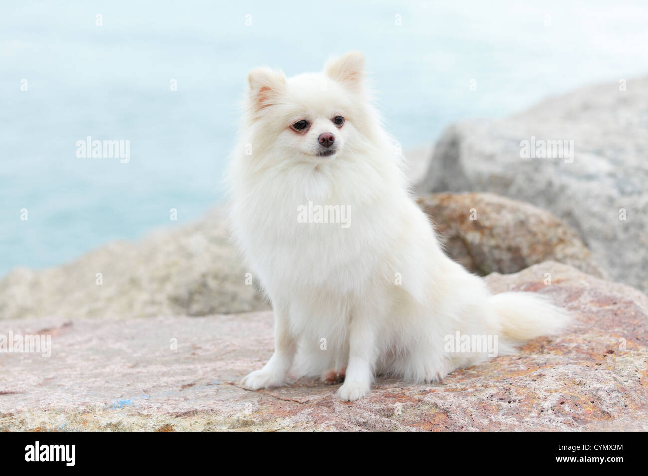 Fox face pomeranian hi-res stock photography and images - Alamy