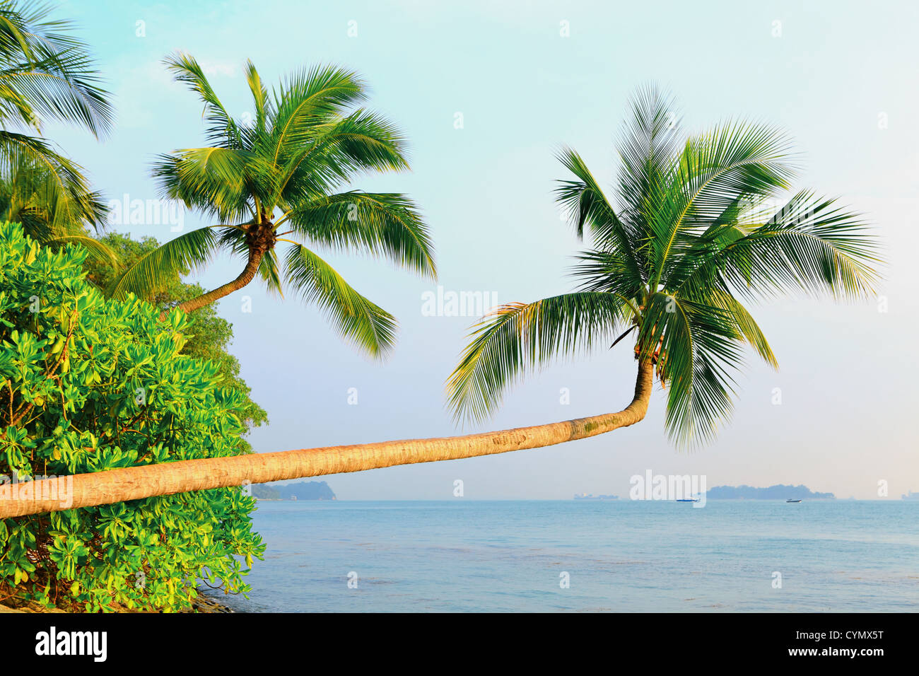 tree and landscape in sentosa, Singapore Stock Photo - Alamy