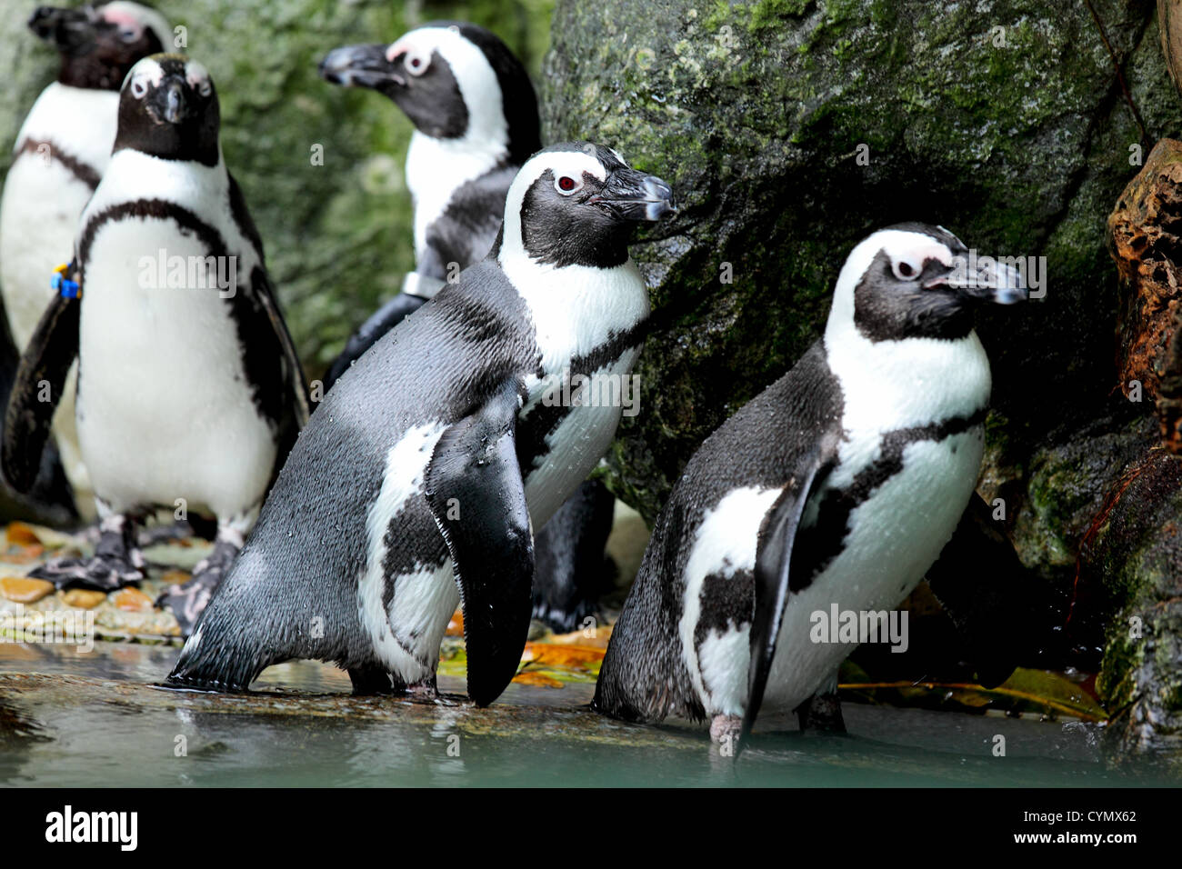 Pink penguins hi-res stock photography and images - Alamy