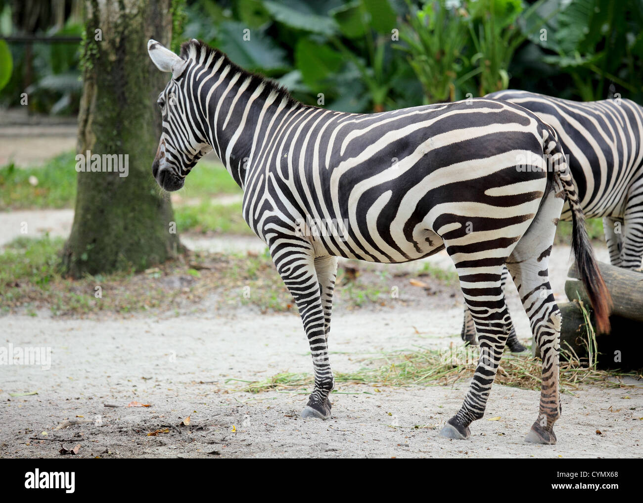 Madagascar zebra hi-res stock photography and images - Alamy
