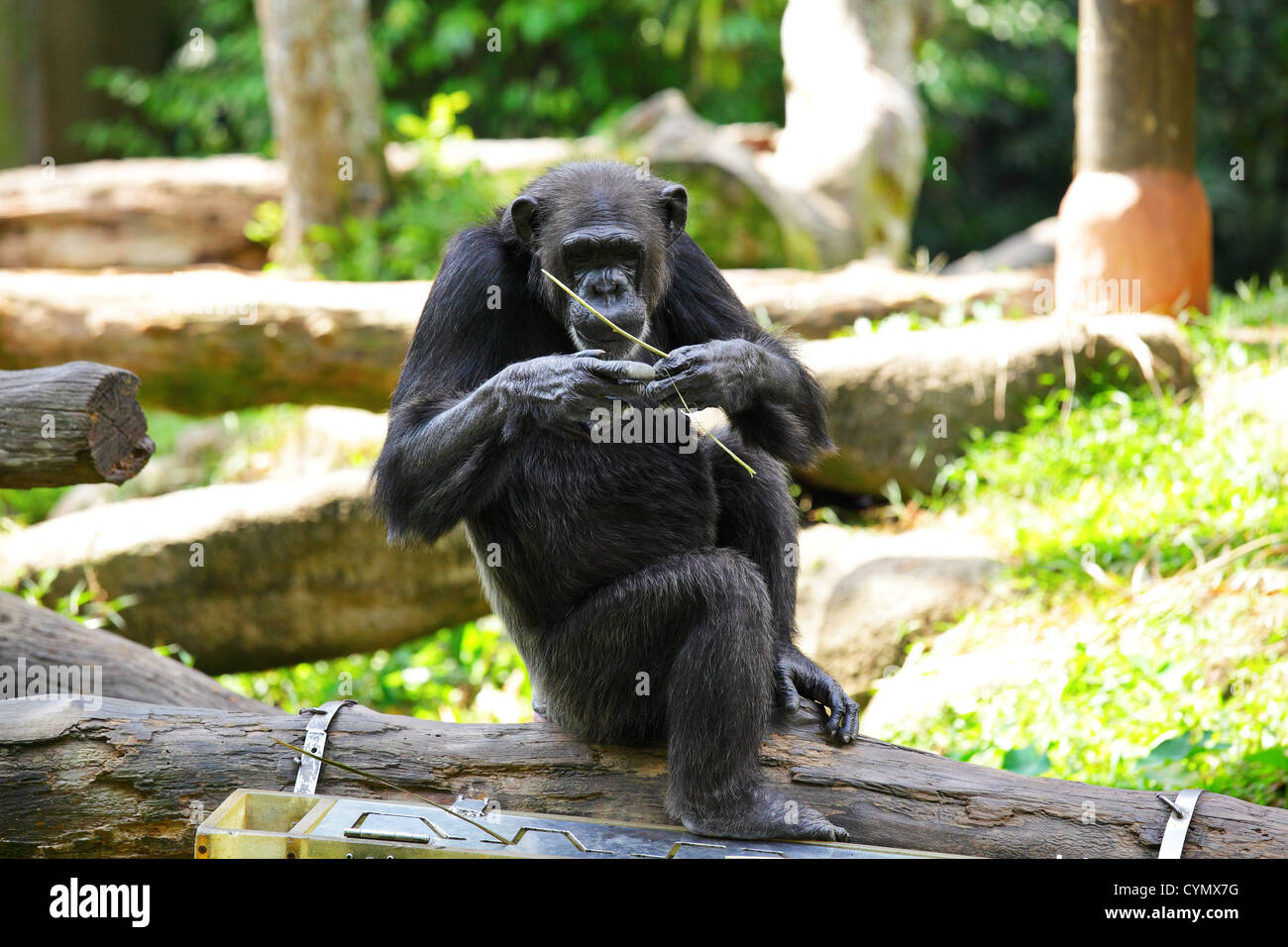 Chimp eating fruit hi-res stock photography and images - Alamy