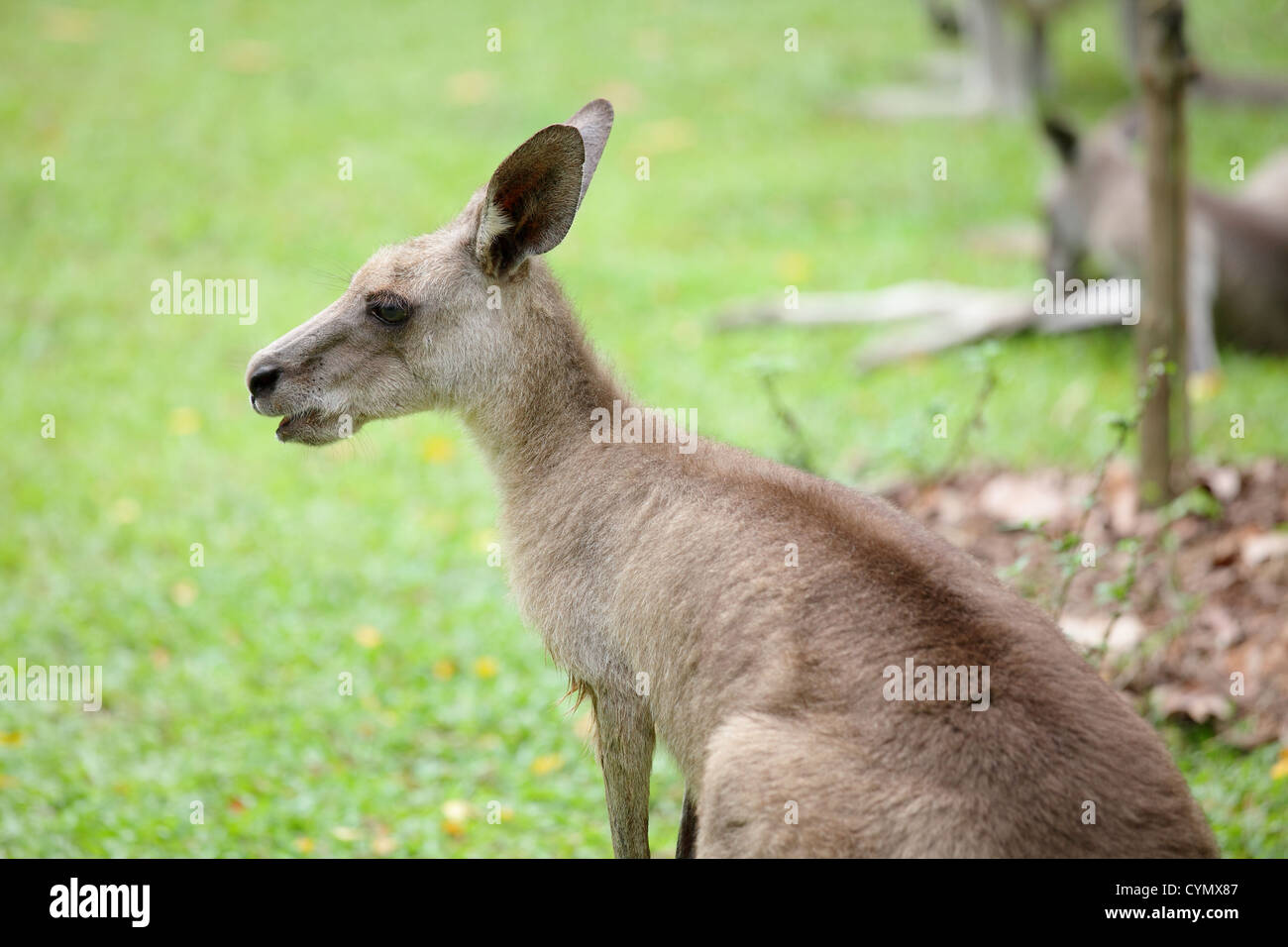 Mom kangaroo and her joey hi-res stock photography and images - Alamy