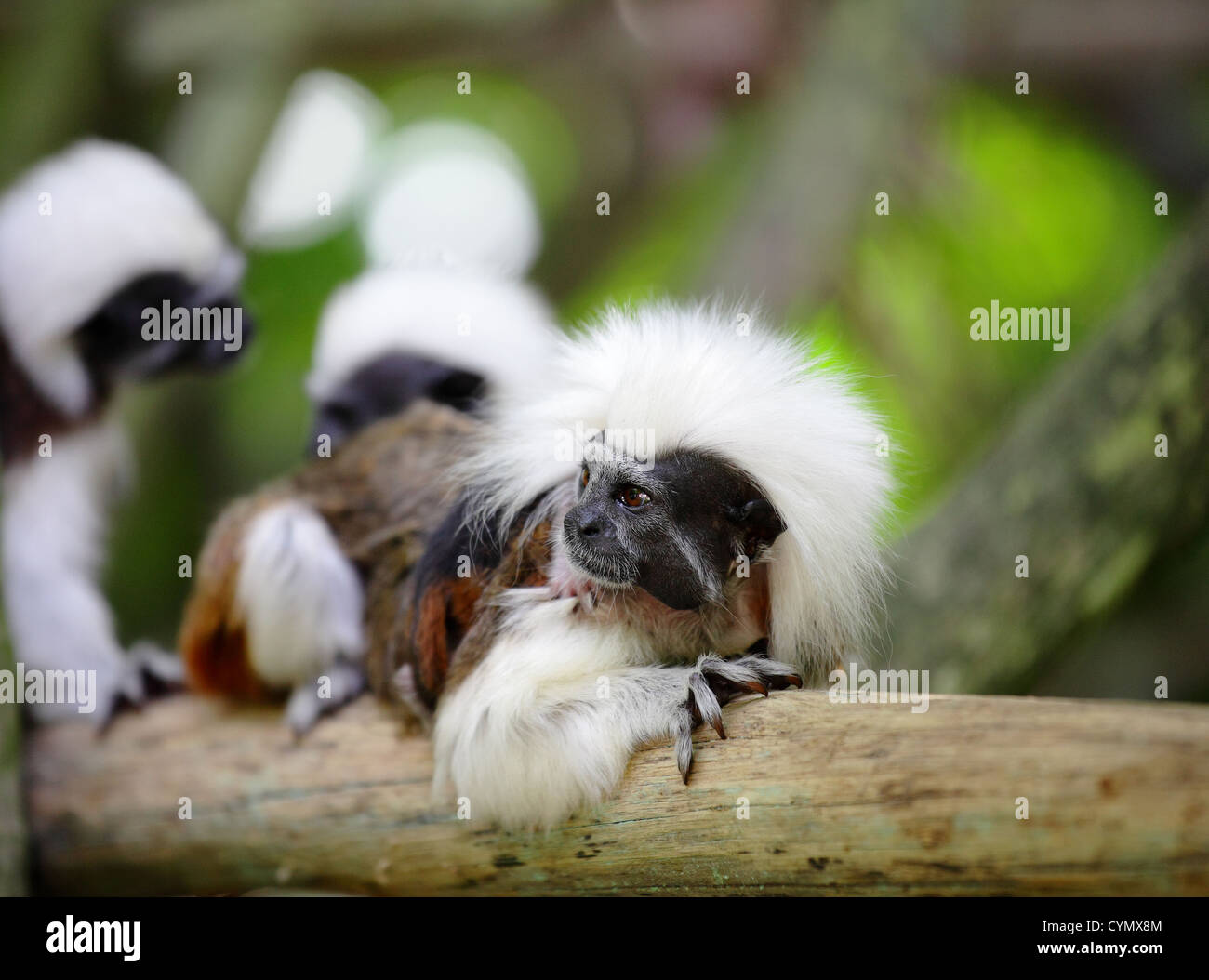 cotton top monkey Stock Photo - Alamy