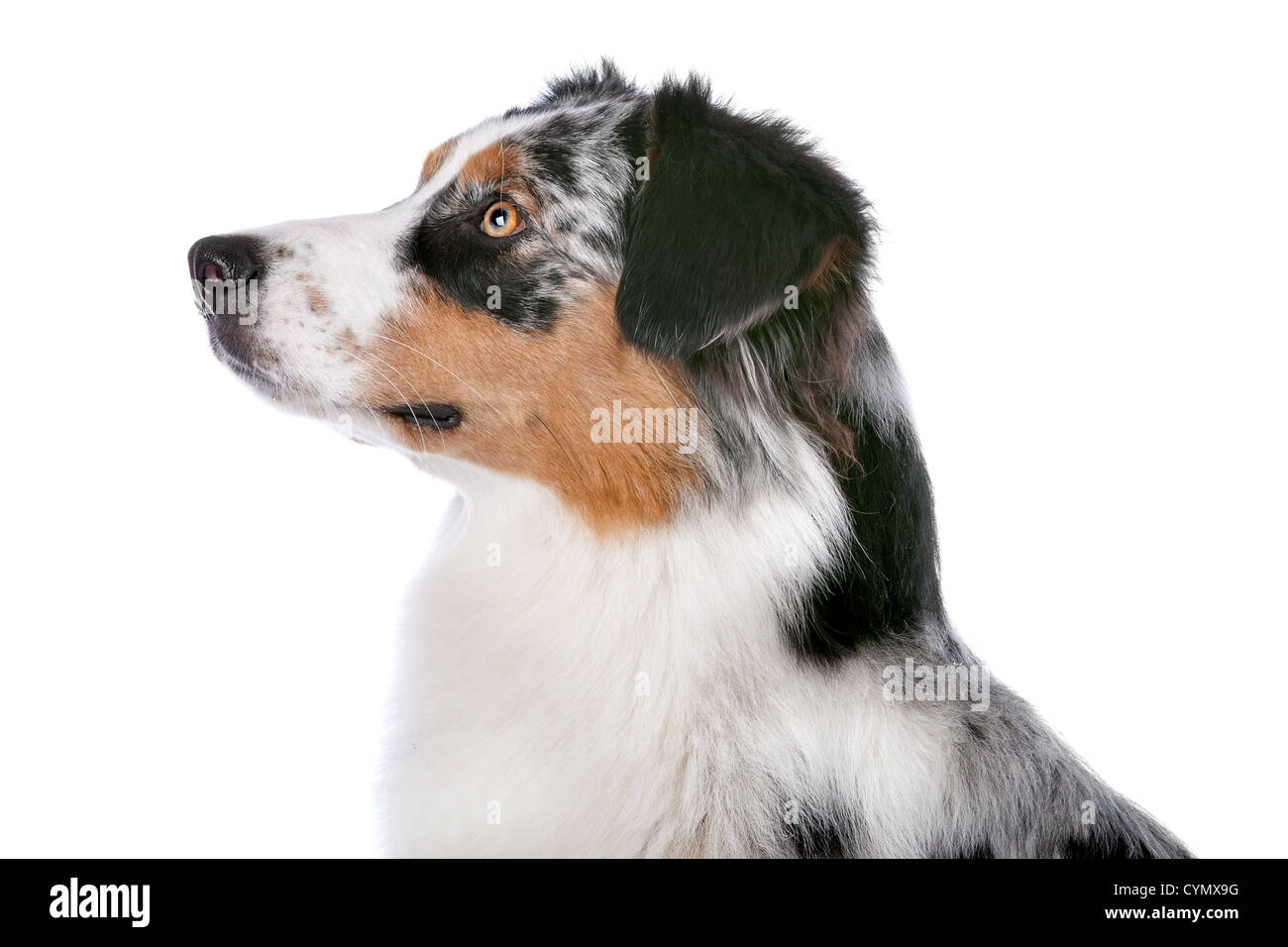Australian shepherd in front of a white background Stock Photo - Alamy