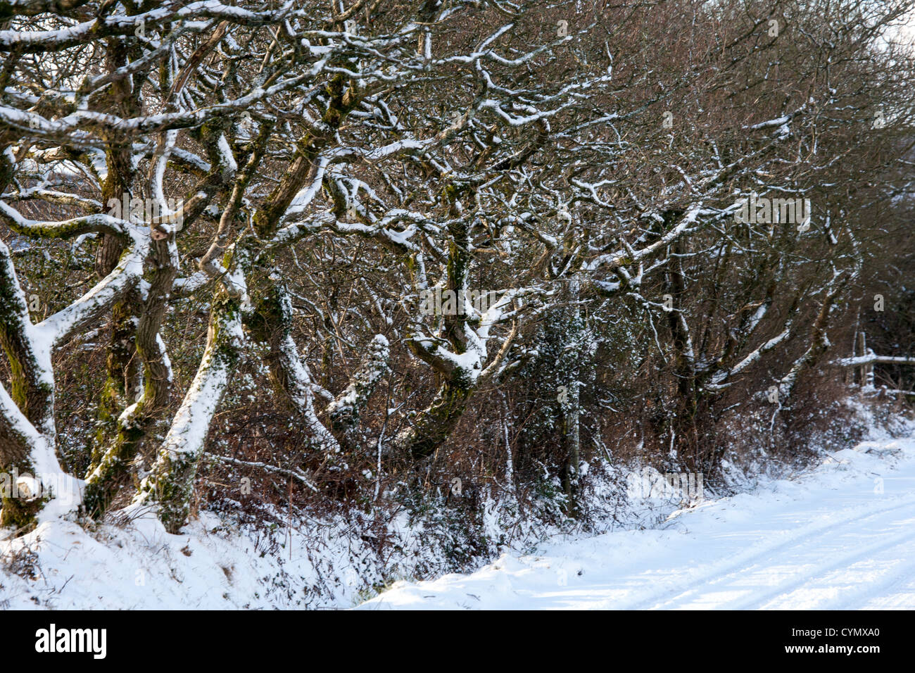 Winter hedgerow hi-res stock photography and images - Alamy