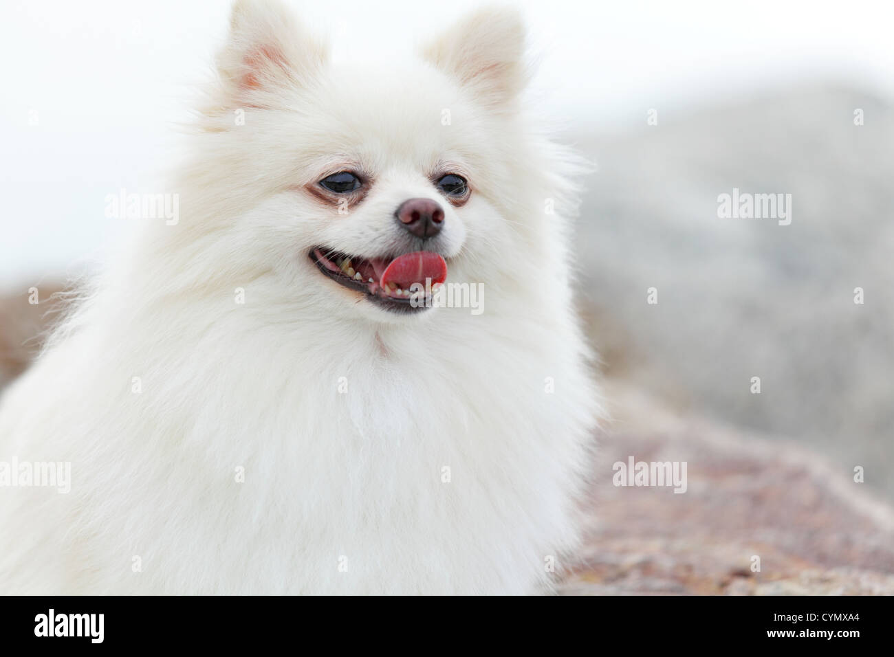 Fox face pomeranian hi-res stock photography and images - Alamy