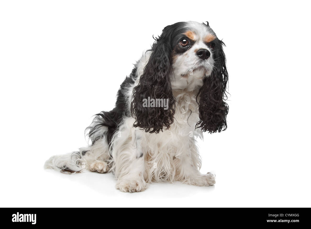 Cavalier King Charles Spaniel in front of a white background Stock ...