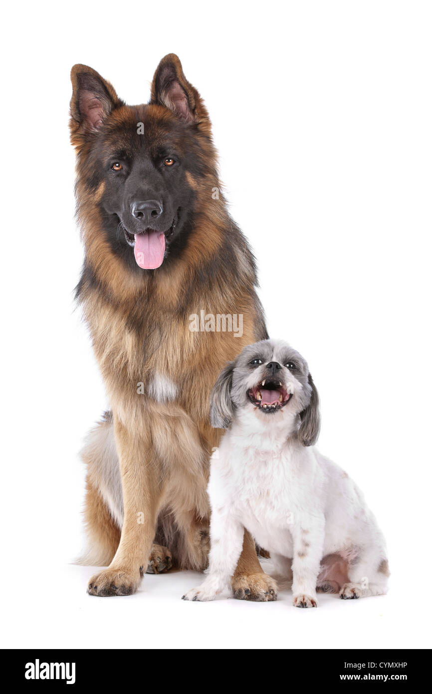 White German Shepherd Boxer Mix Puppies