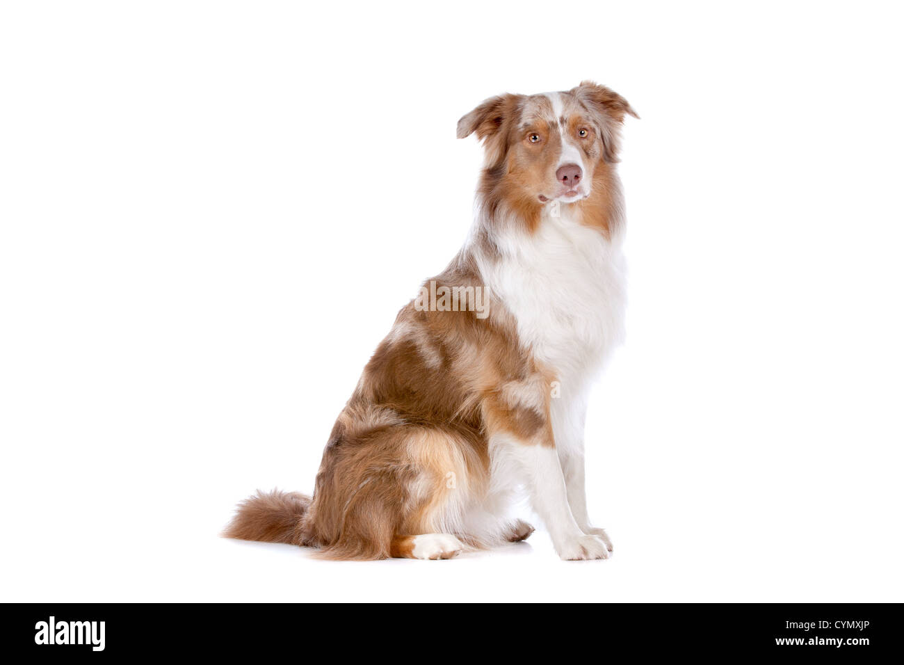 Australian shepherd in front of a white background Stock Photo - Alamy