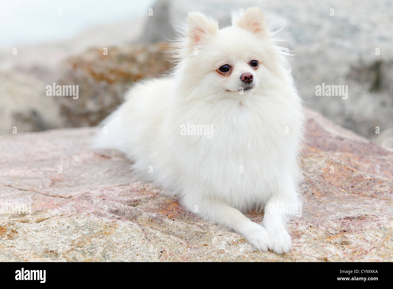 Fox face pomeranian hi-res stock photography and images - Alamy