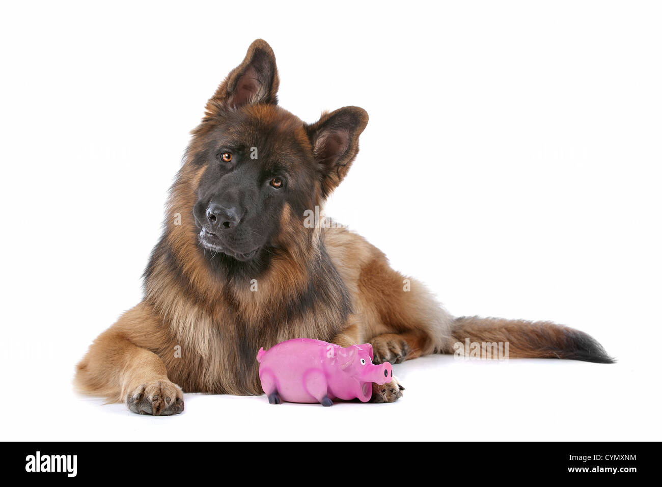 German Shepherd in front of a white background Stock Photo - Alamy