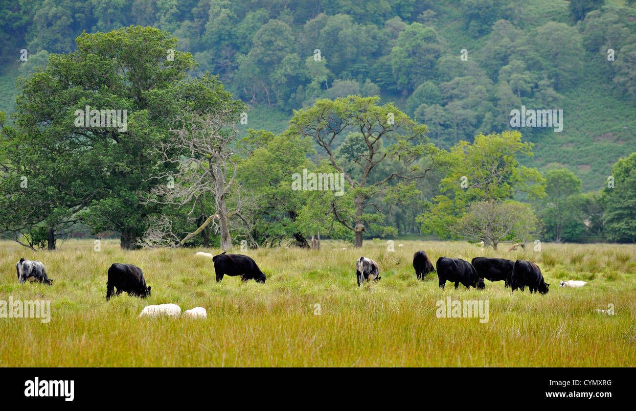 Cattle and sheep grazing together in open pasture Stock Photo - Alamy