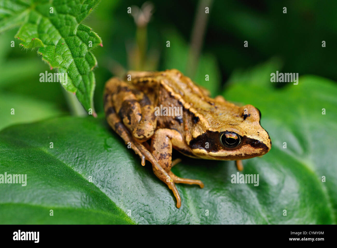 Juvenile common frog Rana temporaria on leaves of elephant-ear Stock ...