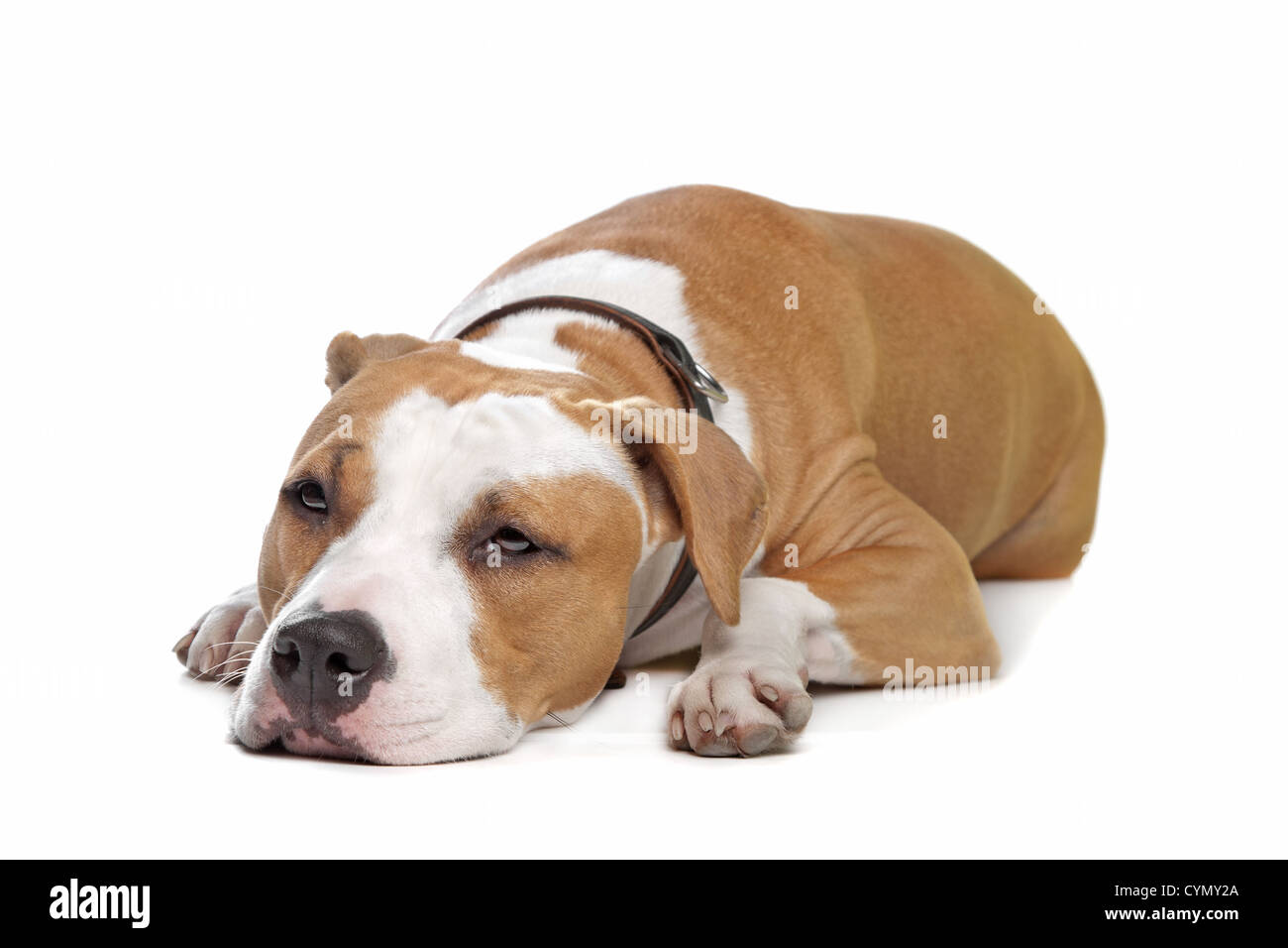 American Staffordshire Terrier in front of a white background Stock ...