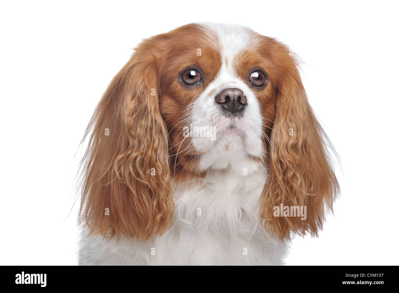 Cavalier king charles spaniel blenheim hi-res stock photography and ...