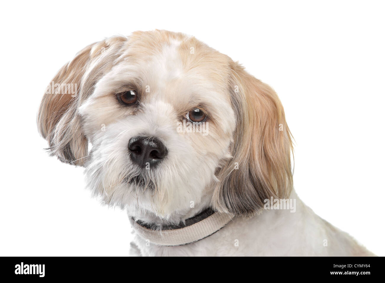 boomer dog in front of a white background Stock Photo - Alamy