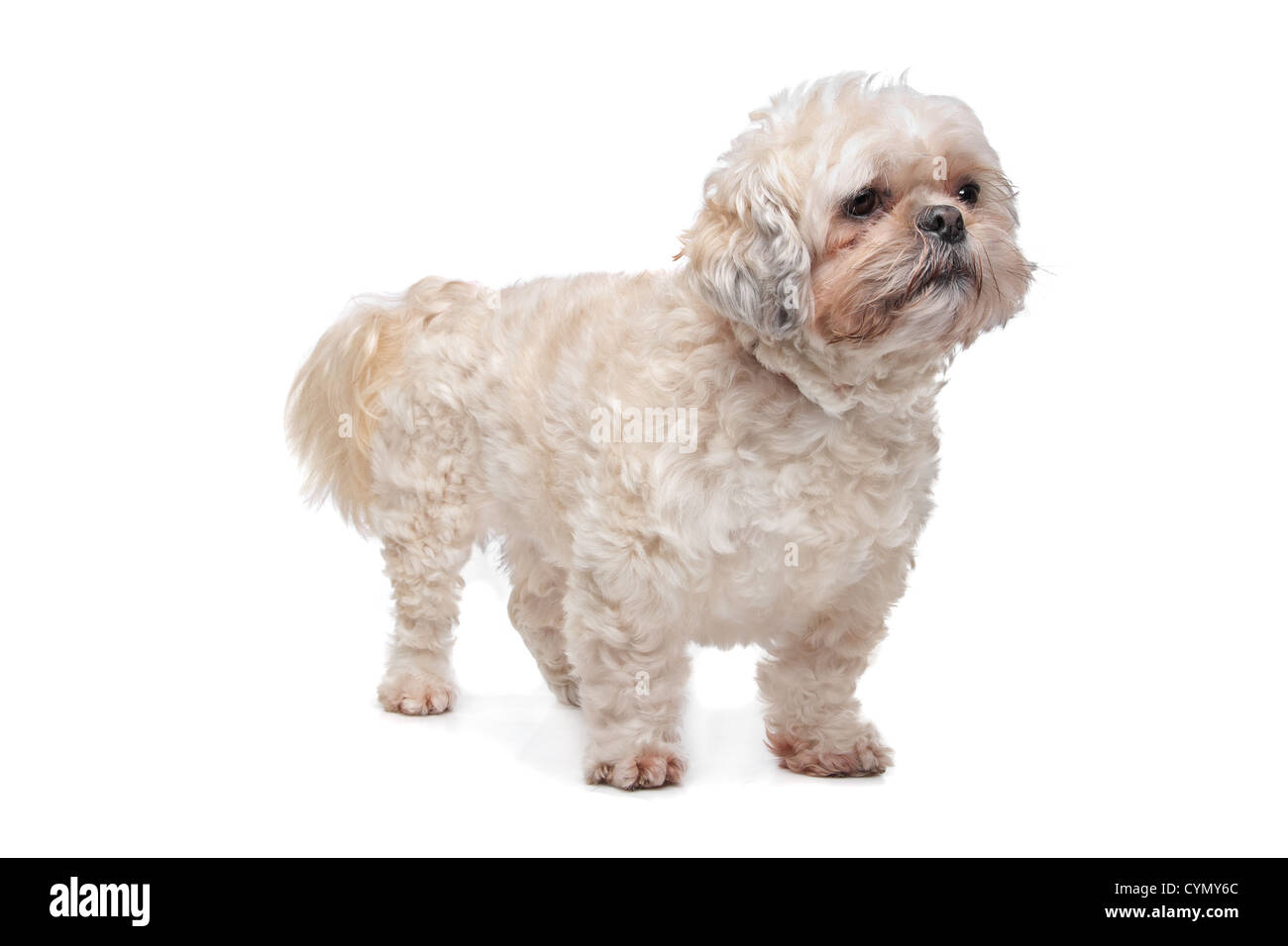 mixed breed boomer dog in front of a white background Stock Photo - Alamy