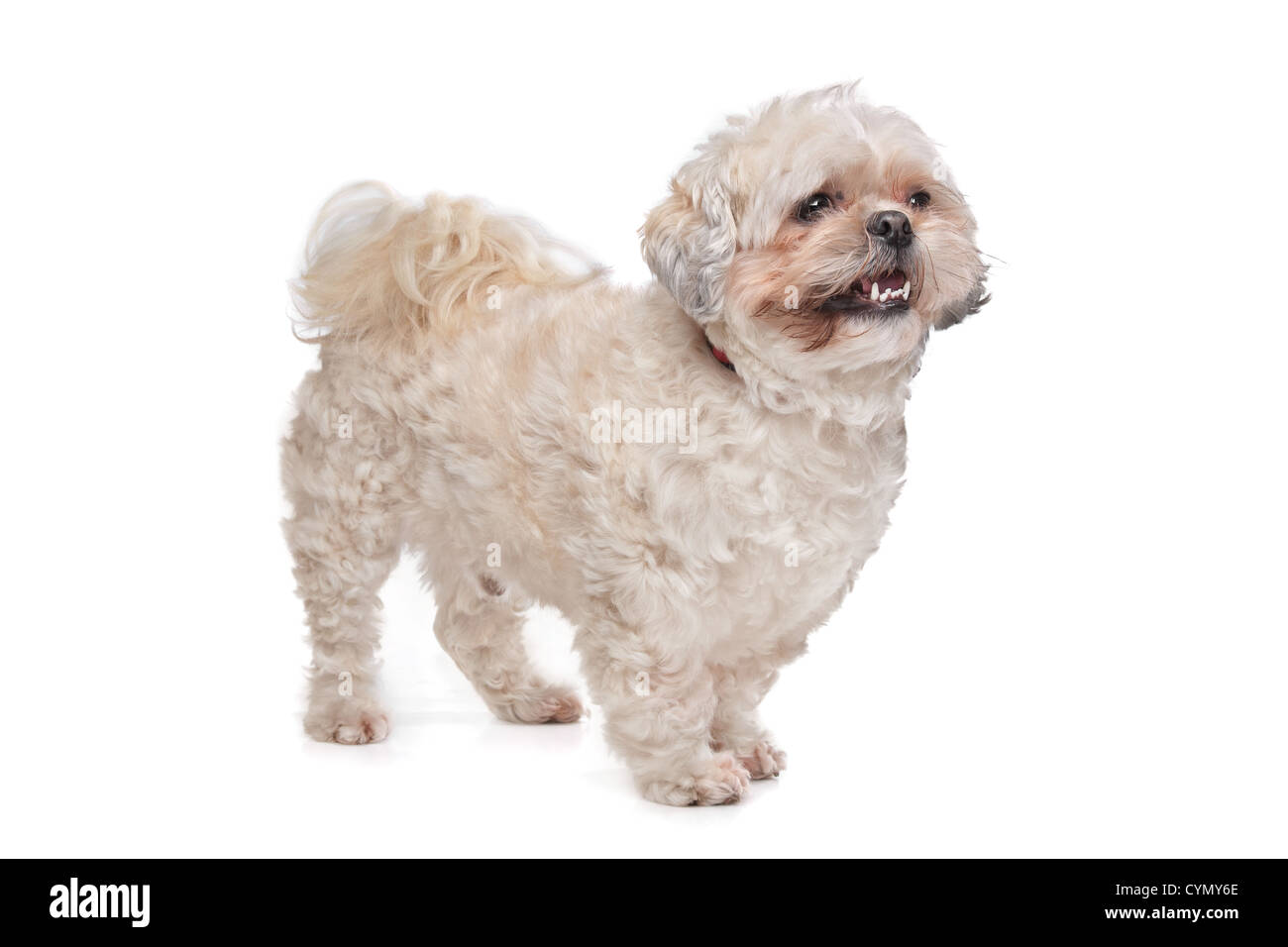 mixed breed boomer dog in front of a white background Stock Photo - Alamy