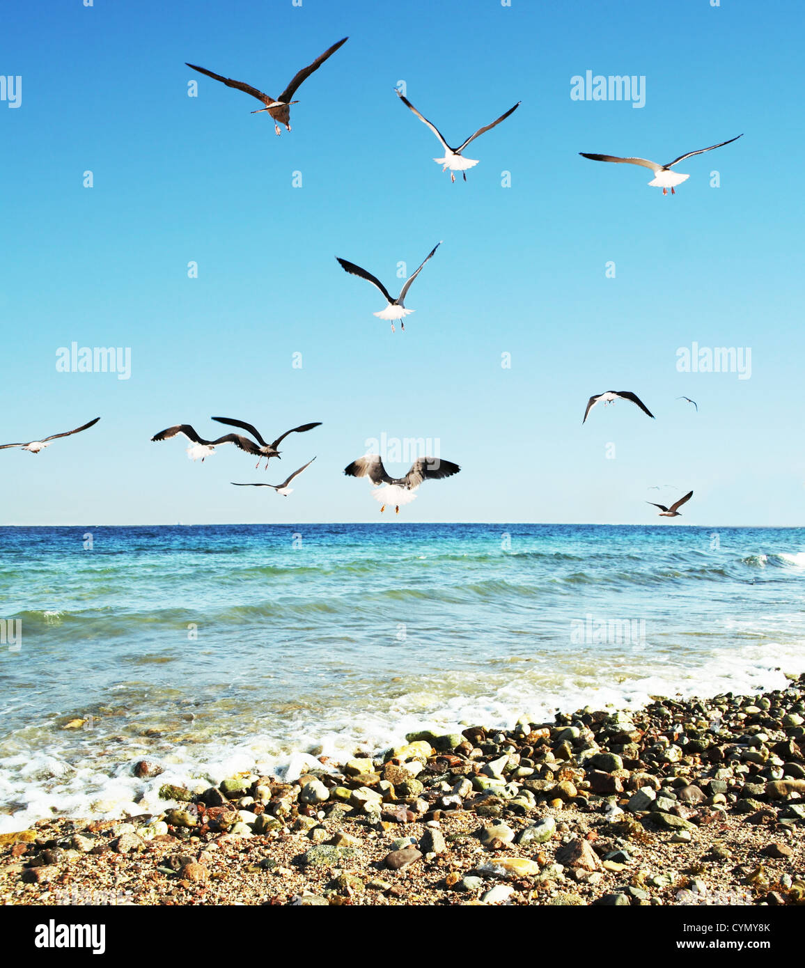 Gulls on the shore hi-res stock photography and images - Alamy