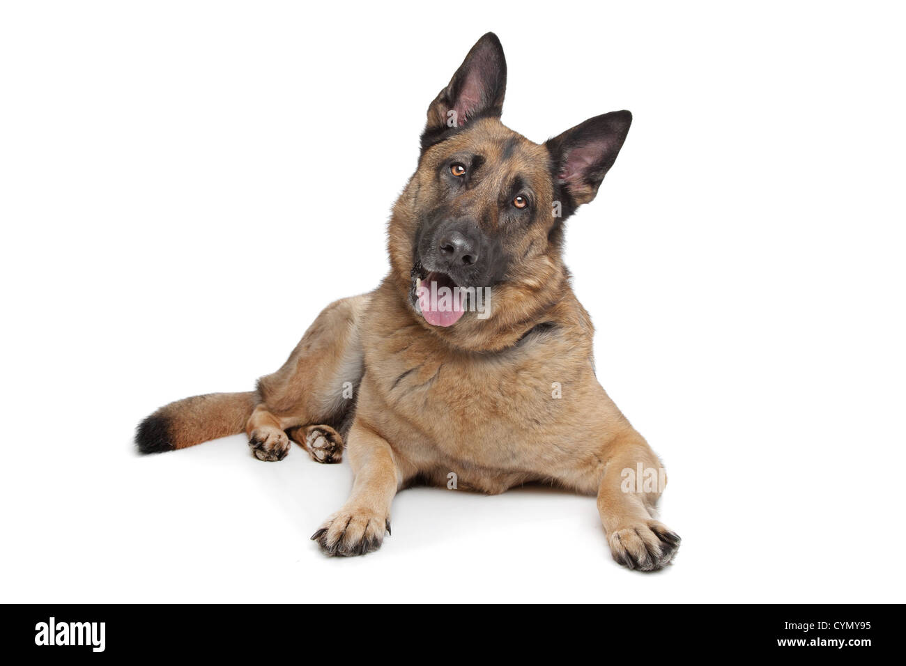 German Shepherd in front of a white background Stock Photo - Alamy