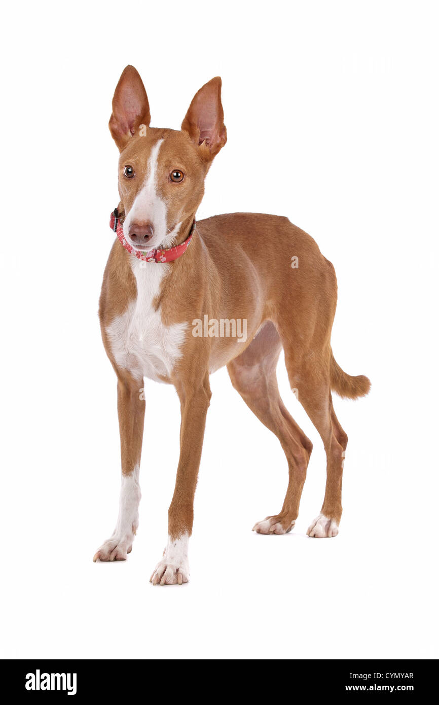 Podenco in front of a white background Stock Photo - Alamy
