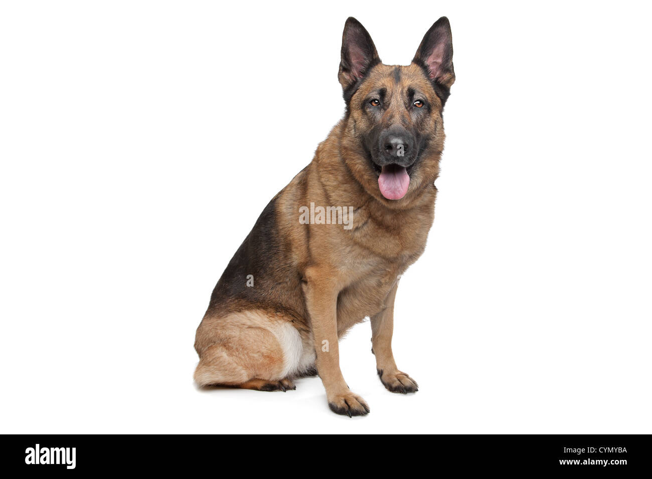 German Shepherd in front of a white background Stock Photo - Alamy