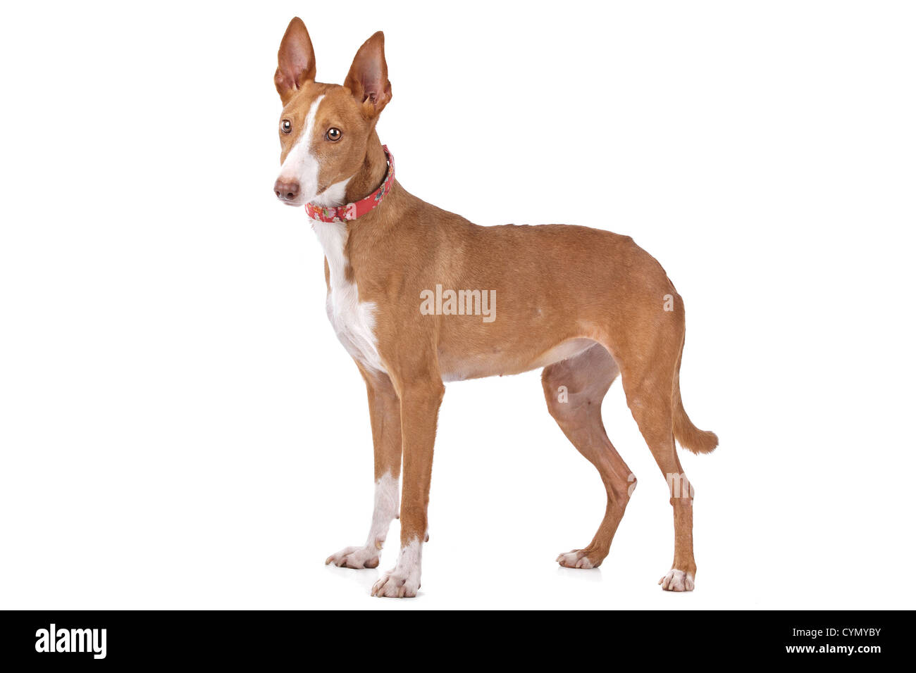 Podenco in front of a white background Stock Photo - Alamy