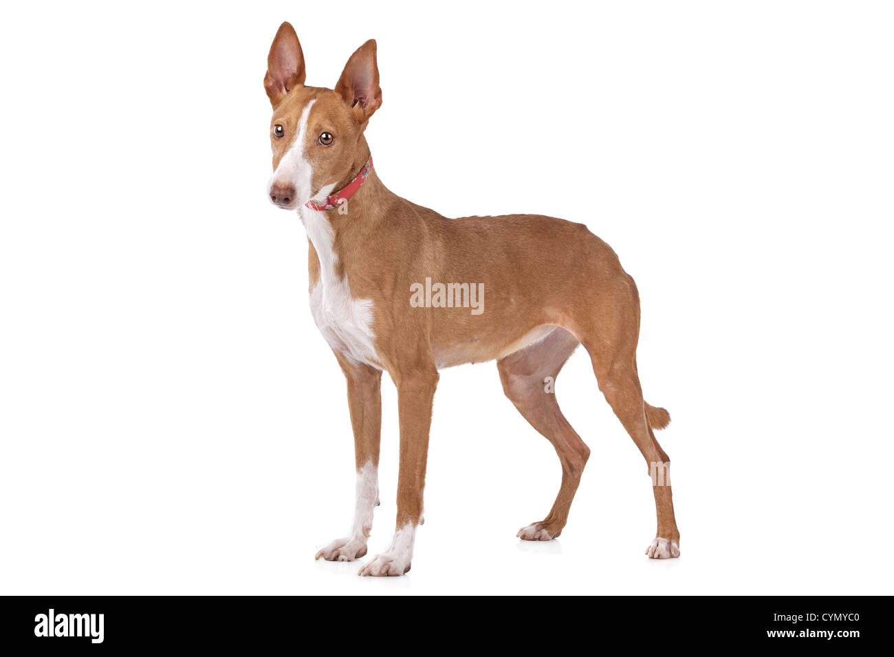 Podenco in front of a white background Stock Photo - Alamy