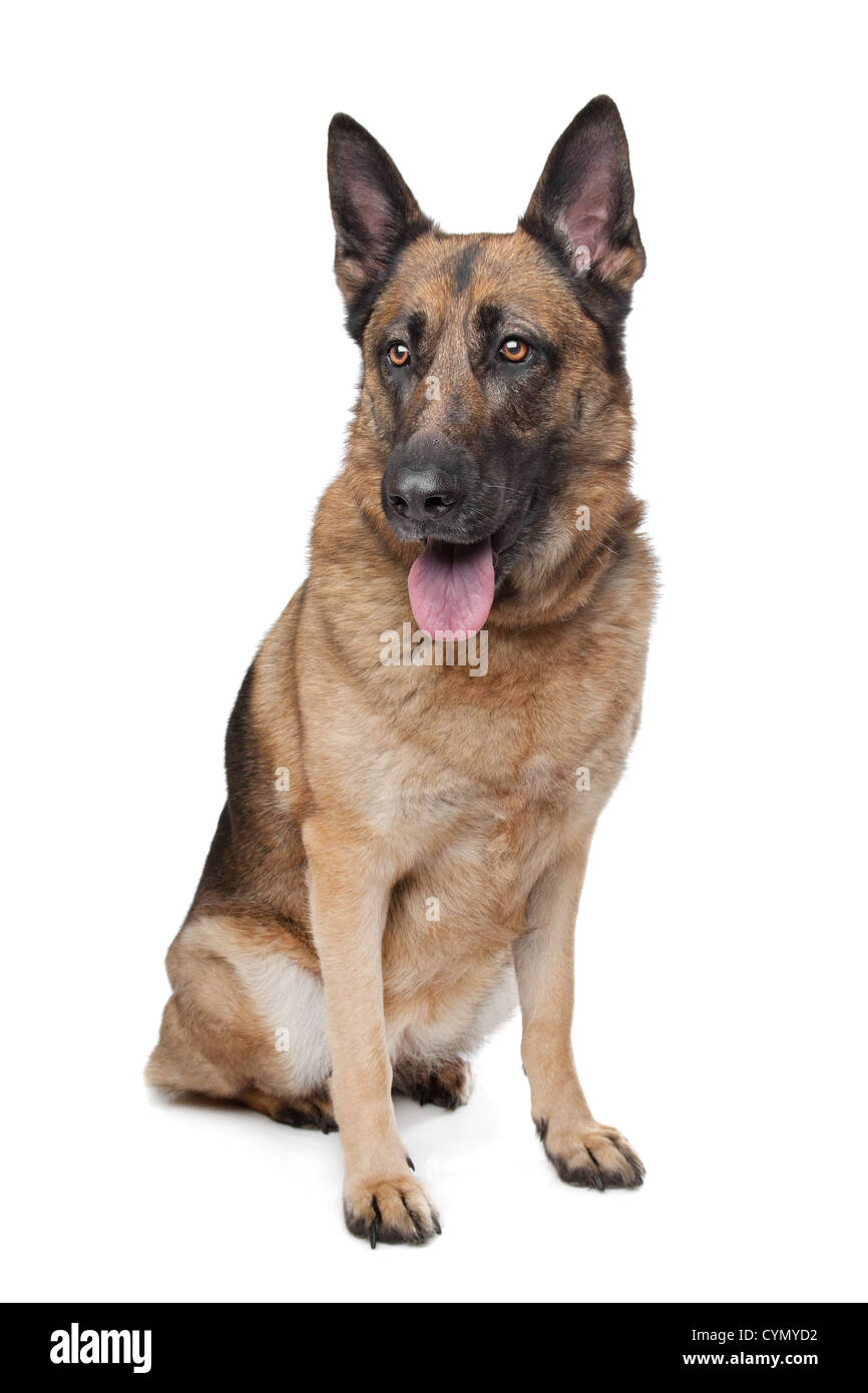 German Shepherd in front of a white background Stock Photo - Alamy