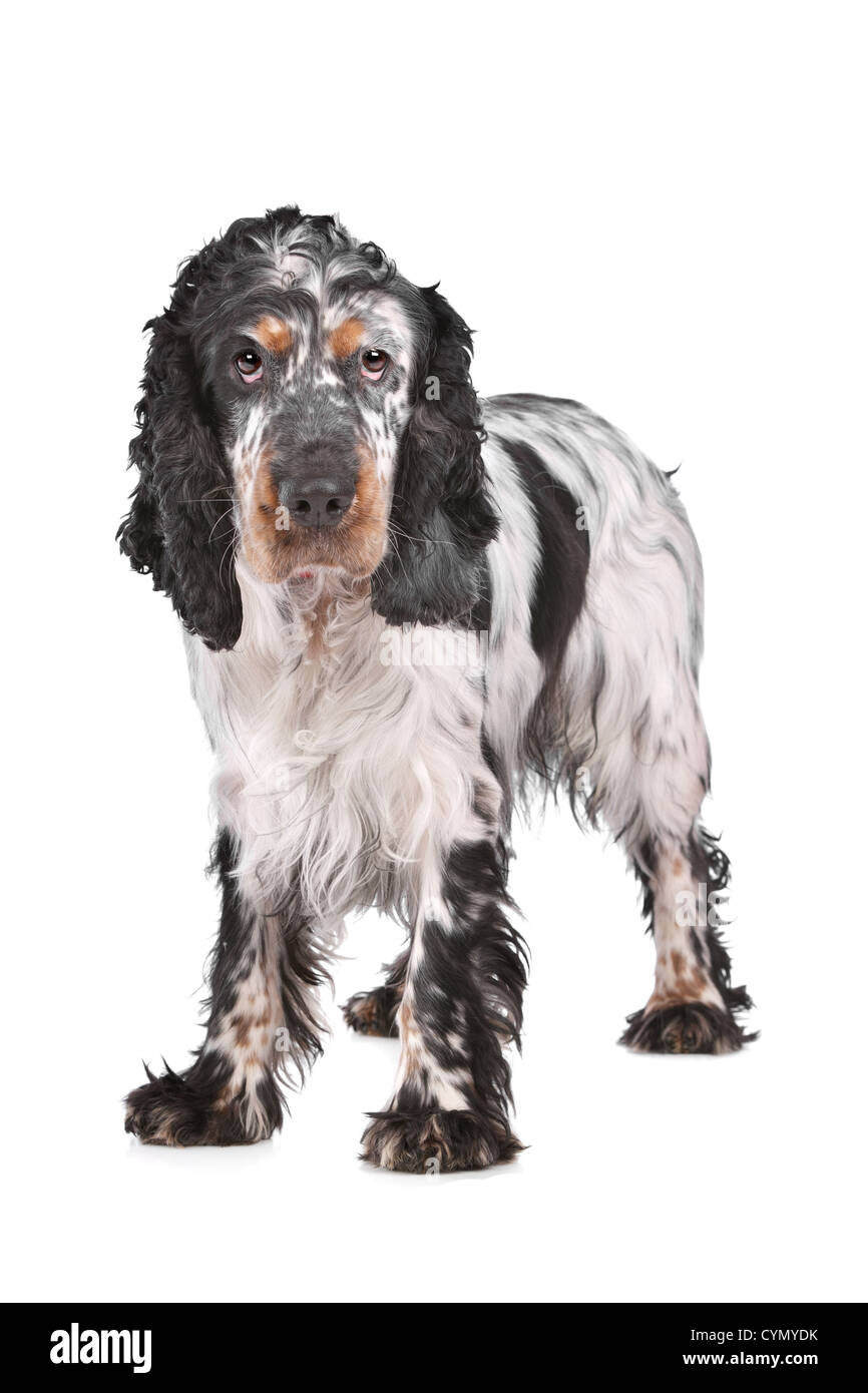 English Cocker Spaniel in front of a white background Stock Photo - Alamy
