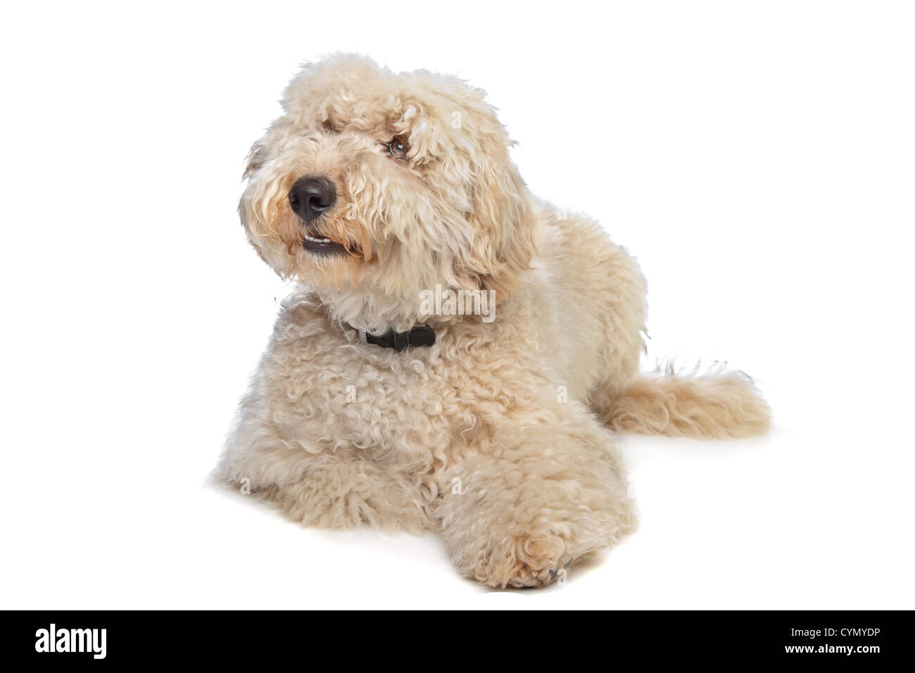 Australian Labradoodle in front of a white background Stock Photo - Alamy