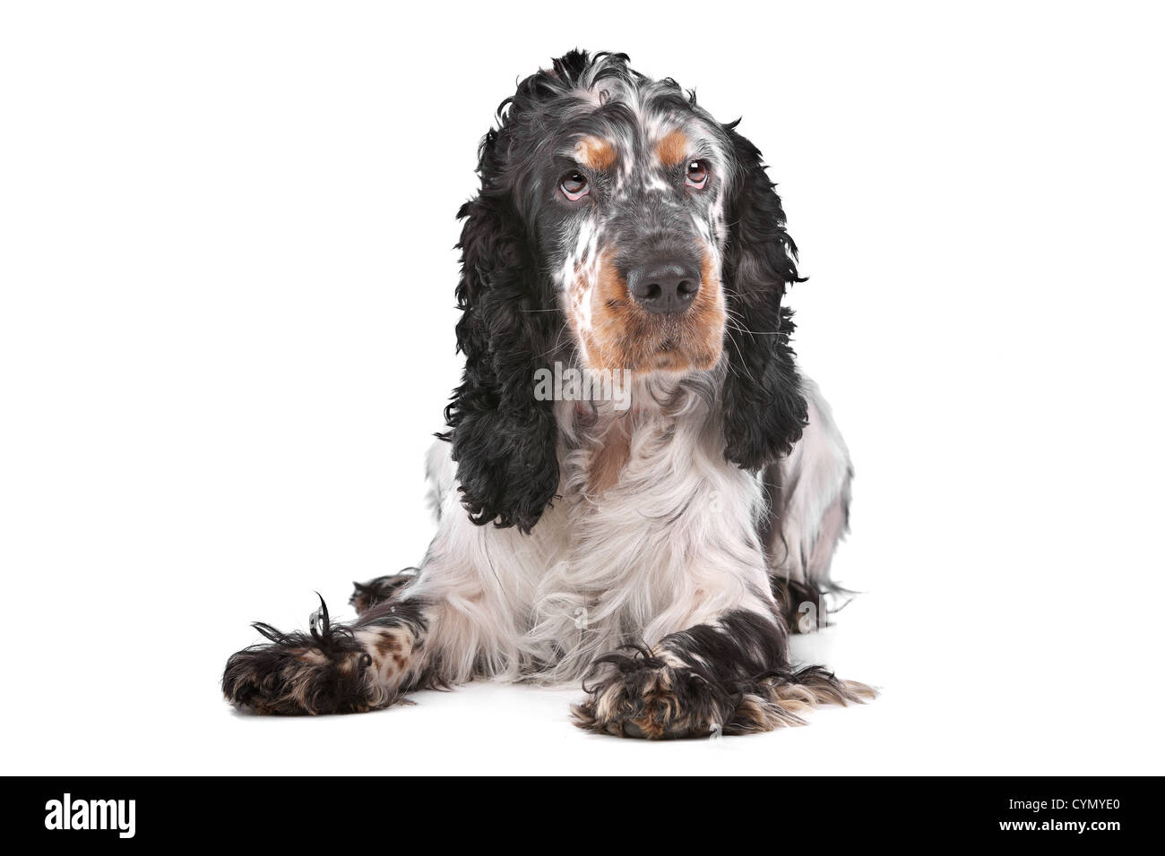 Gray cocker spaniel hi-res stock photography and images - Alamy