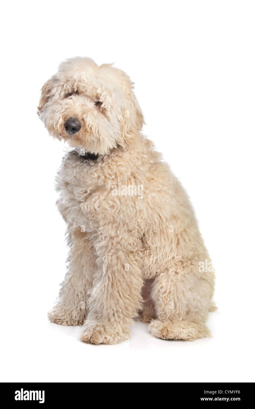 Australian Labradoodle in front of a white background Stock Photo - Alamy