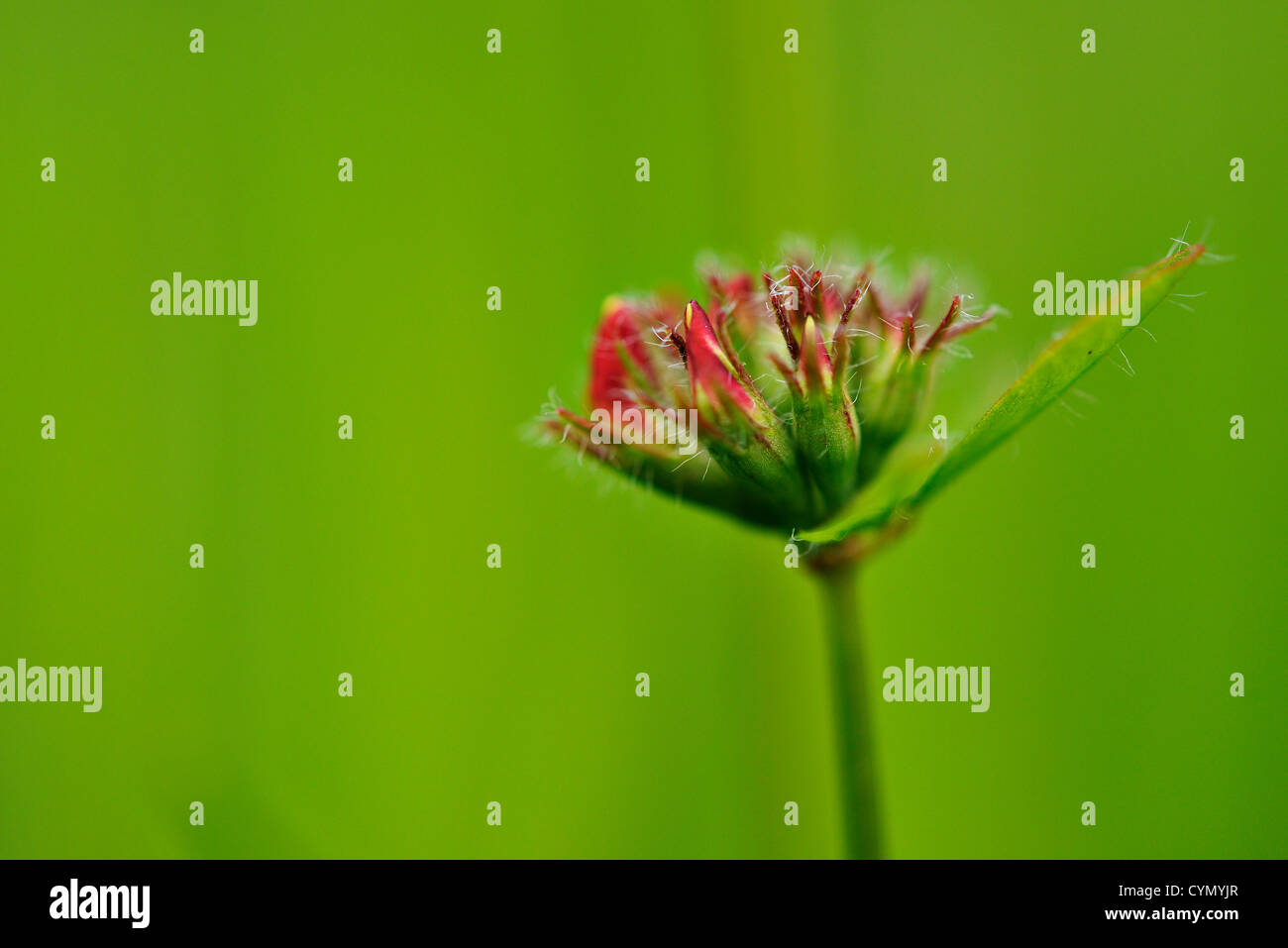 Unknown small red wildflower Stock Photo - Alamy