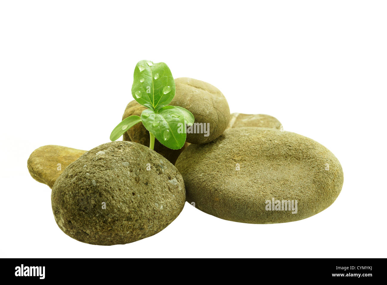 young sprout growing up through the stones over white background Stock ...