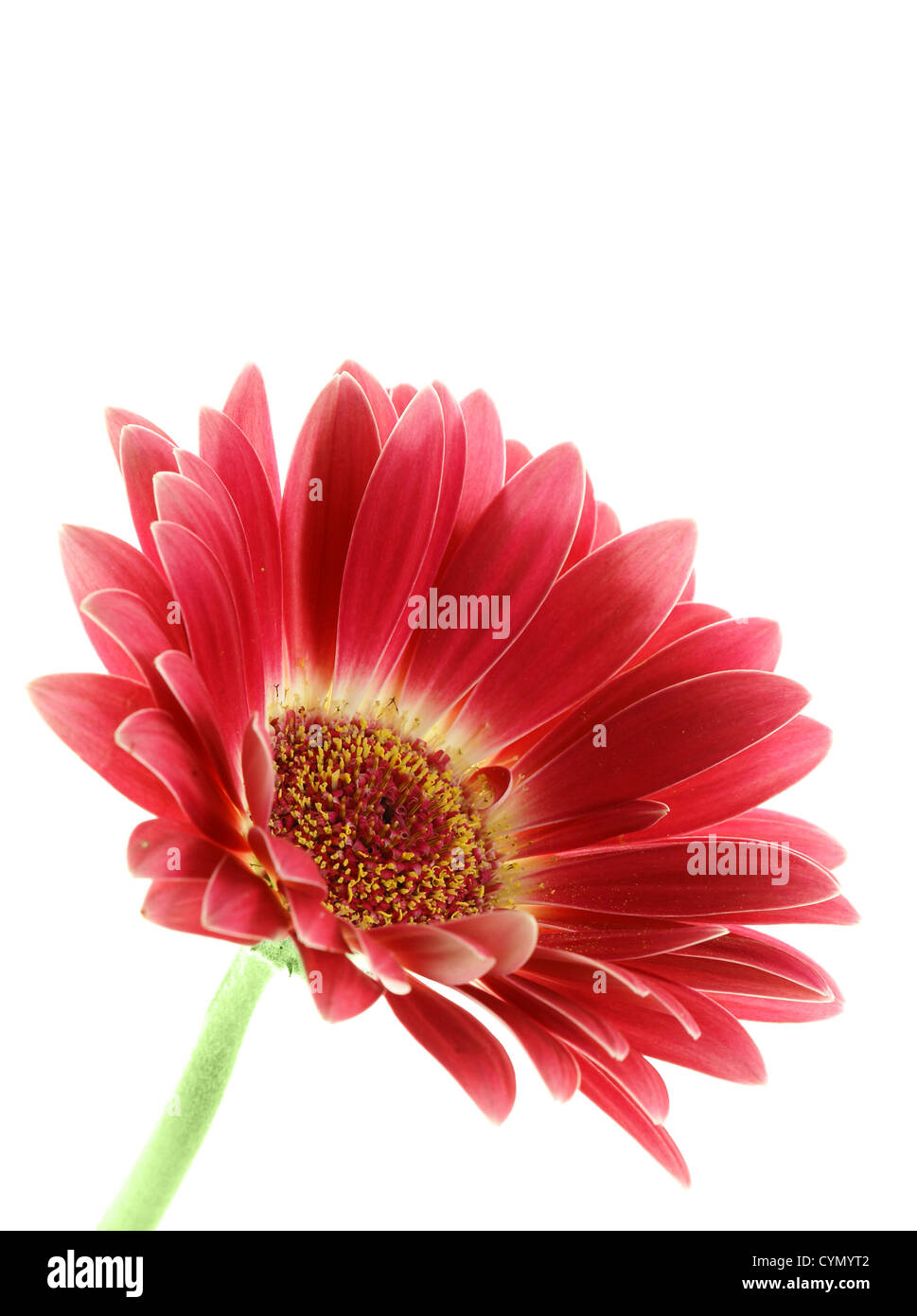 bright pink gerber daisy isolated over white background Stock Photo - Alamy