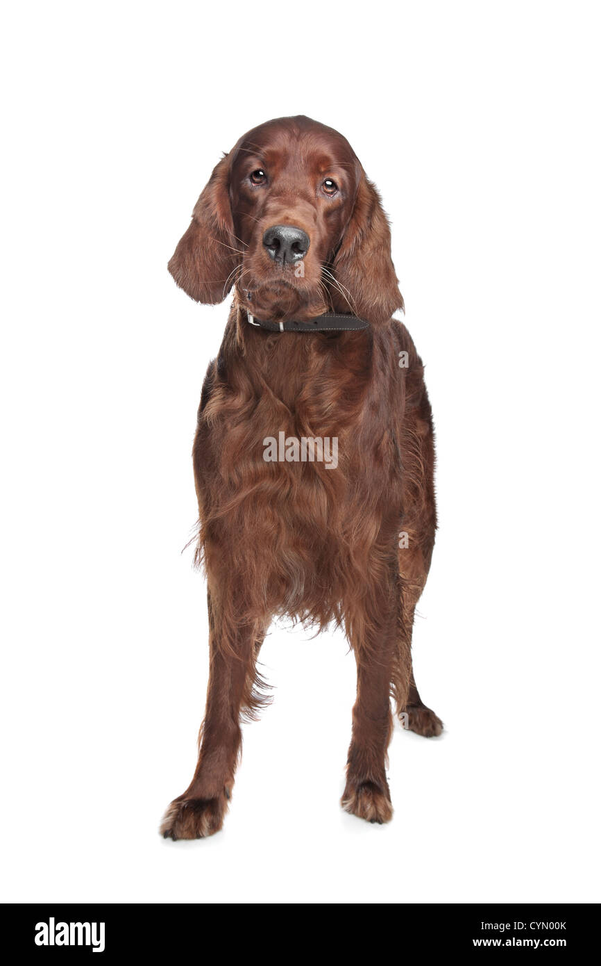 Irish setter hound in front of a white background Stock Photo - Alamy