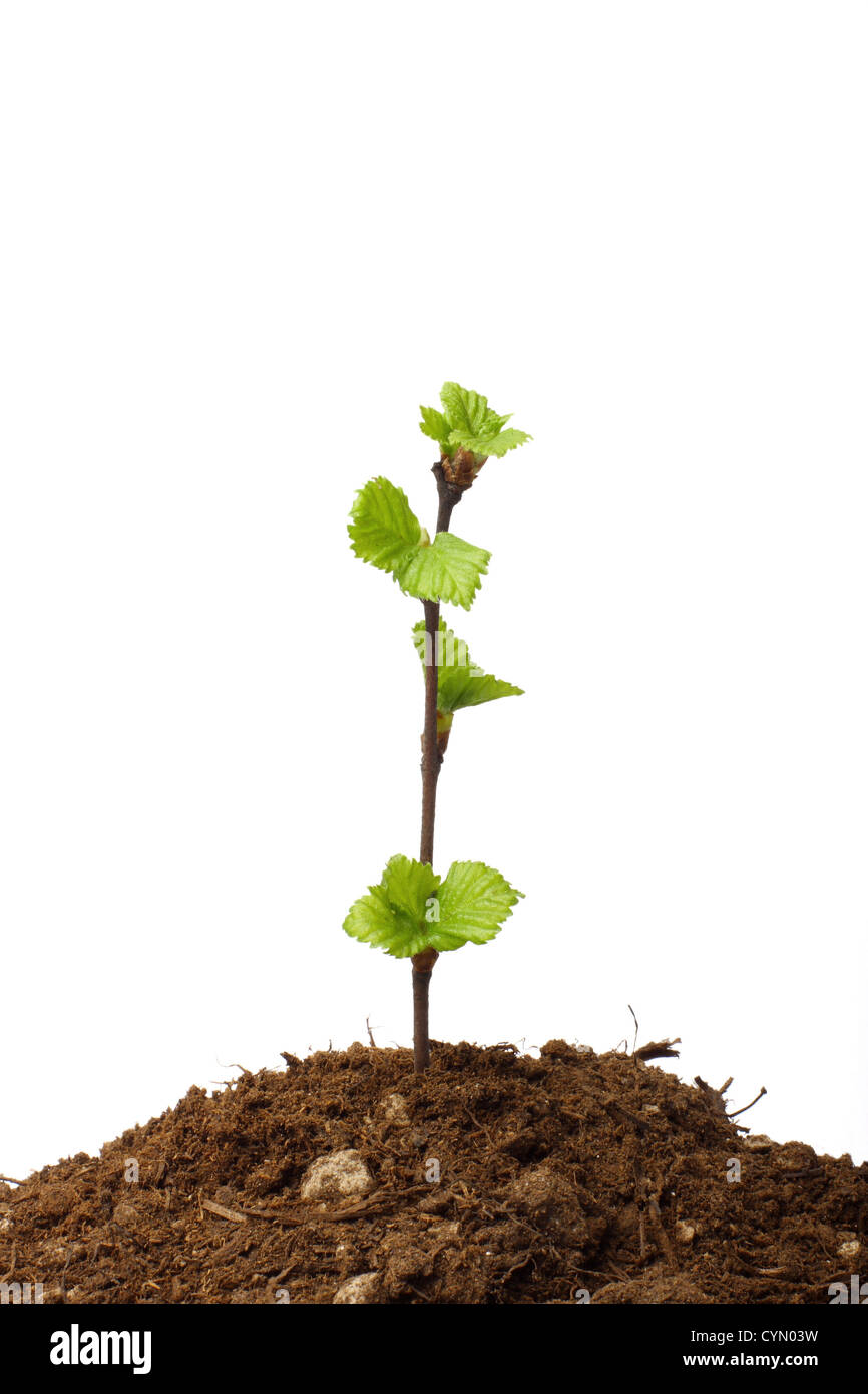 A small sapling growing from a pile of dirt, isolated on white, concept ...