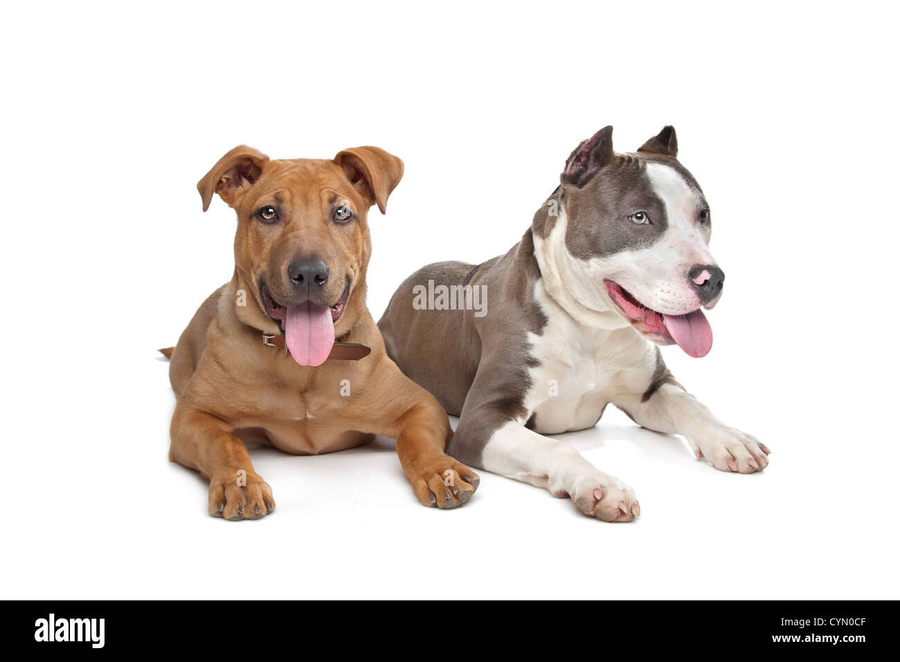 mixed breed stafford and American Staff in front of a white background ...