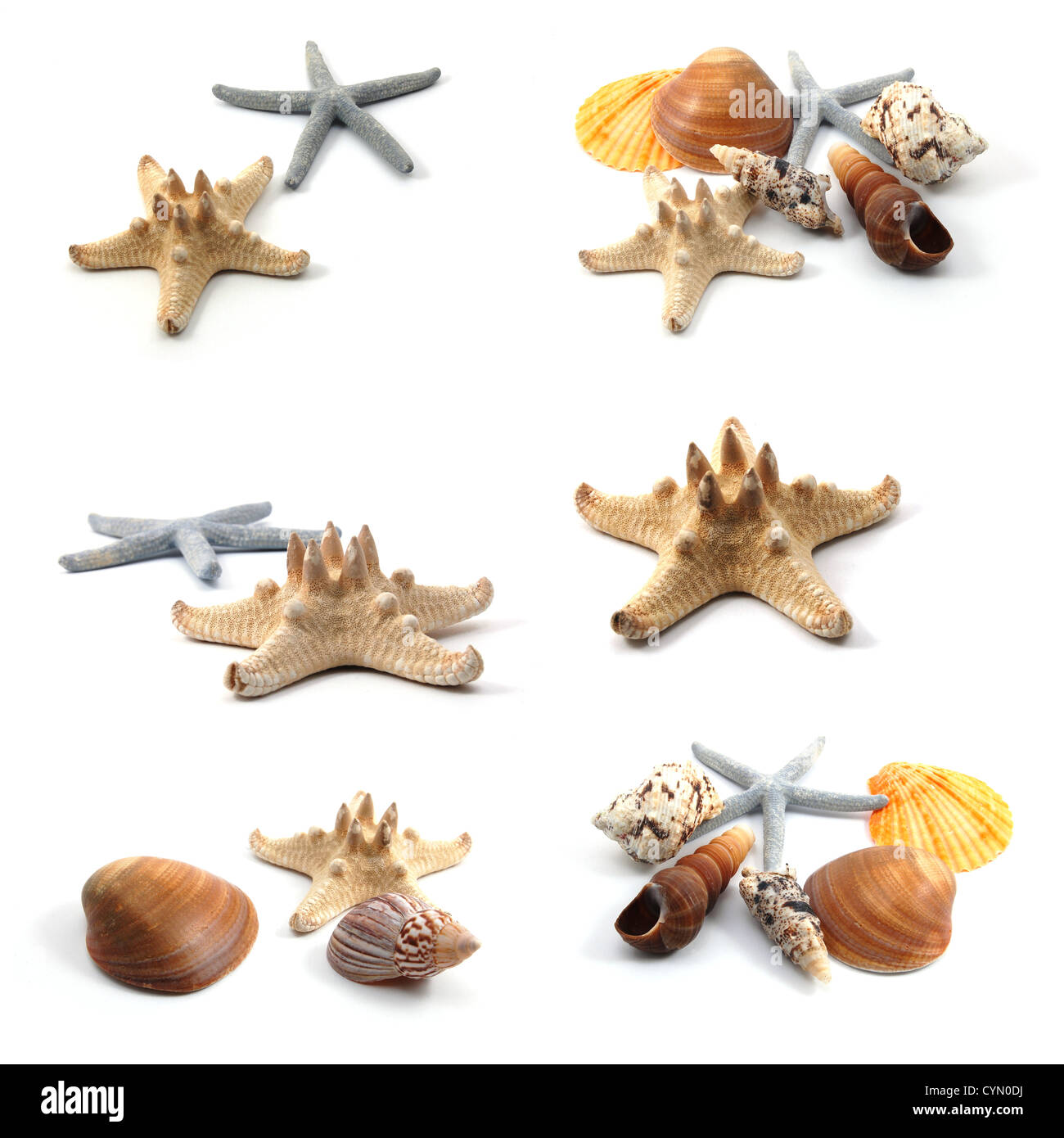 ocean creatures like seashells and starfish collection Stock Photo - Alamy