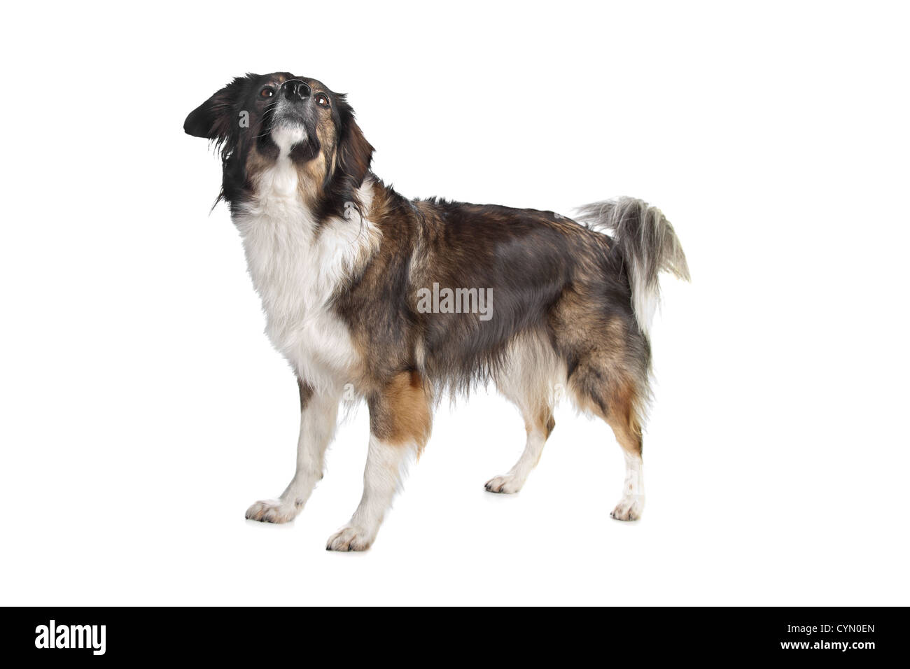 Tri colored animal hi-res stock photography and images - Alamy