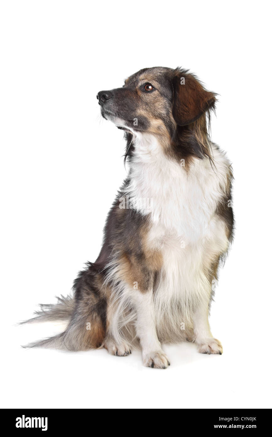 mixed breed tri-colored dog in front of a white background Stock Photo ...