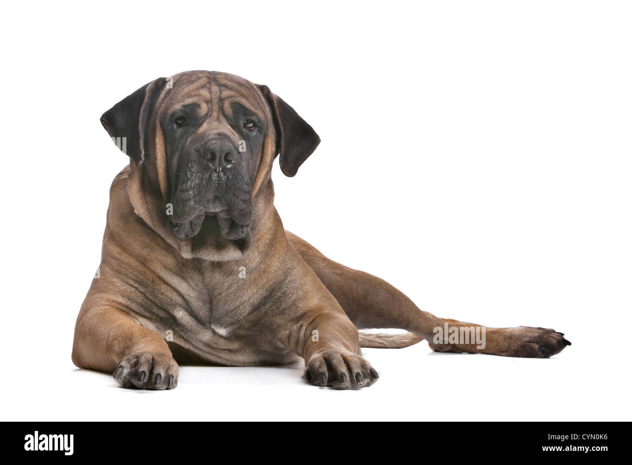 Boerboel in front of a white background Stock Photo - Alamy