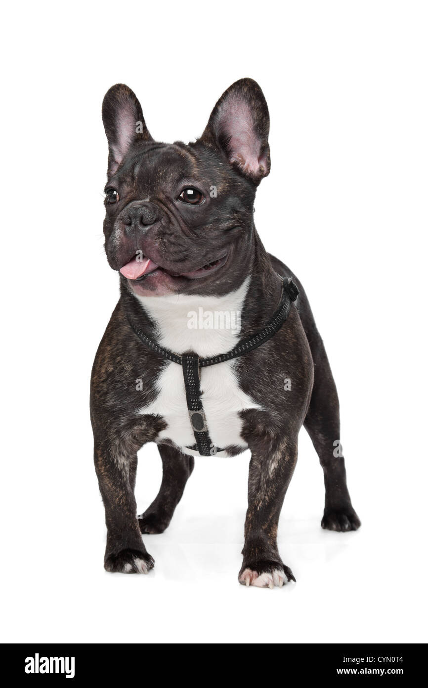 Black and White French Bulldog in front of white Stock Photo - Alamy