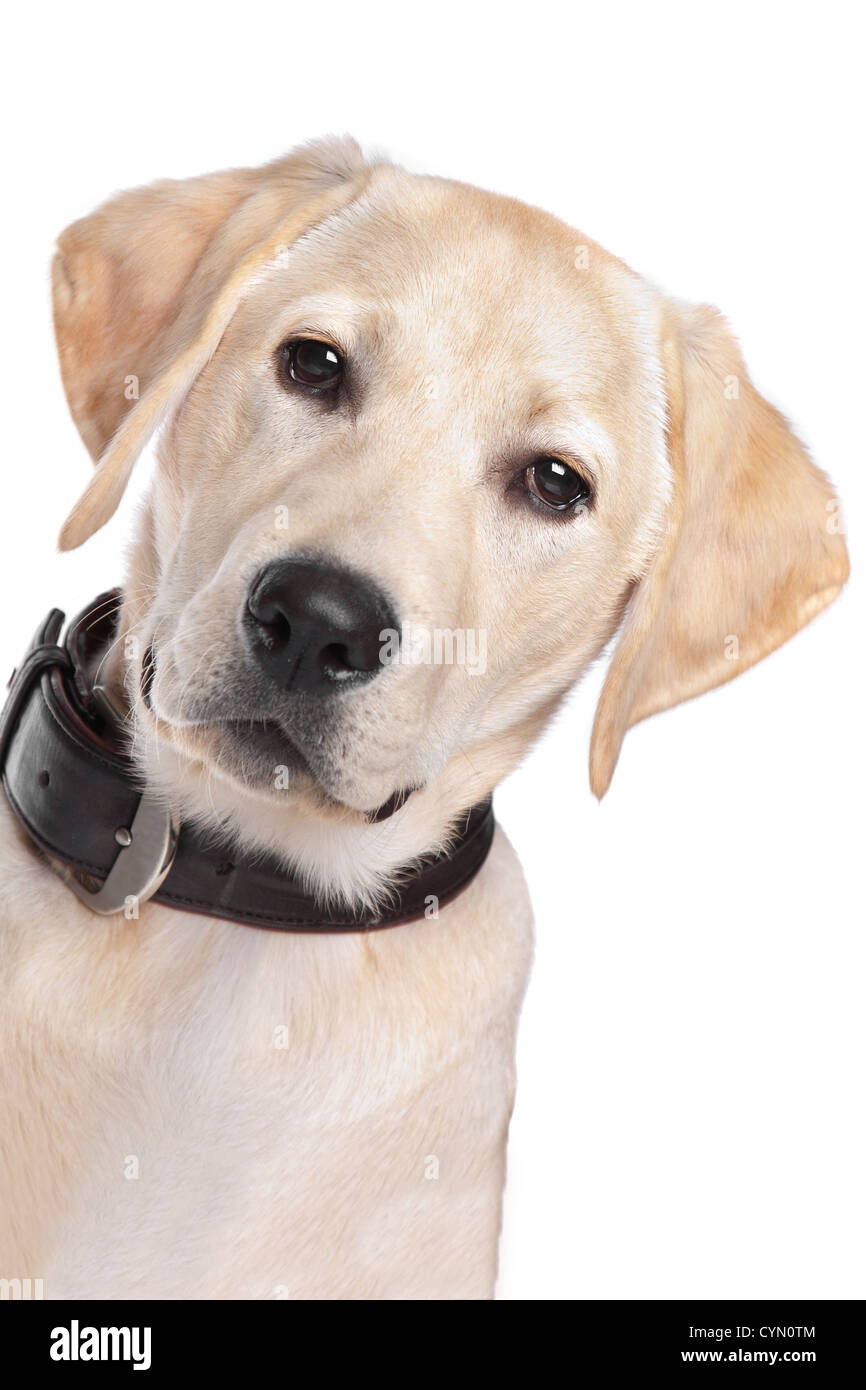 yellow Labrador in front of a white background Stock Photo - Alamy