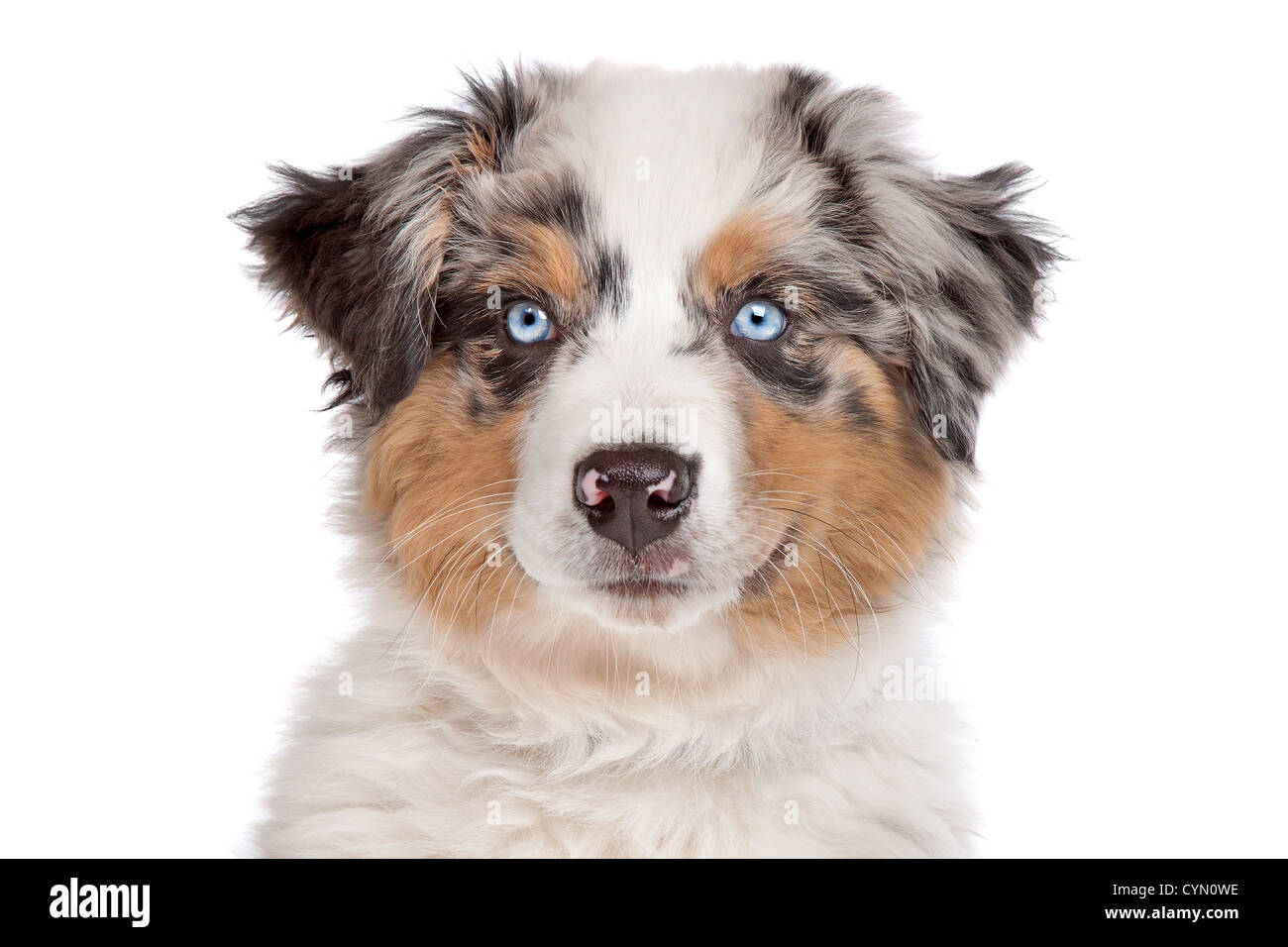 Australian Shepherd in front of a white background Stock Photo - Alamy